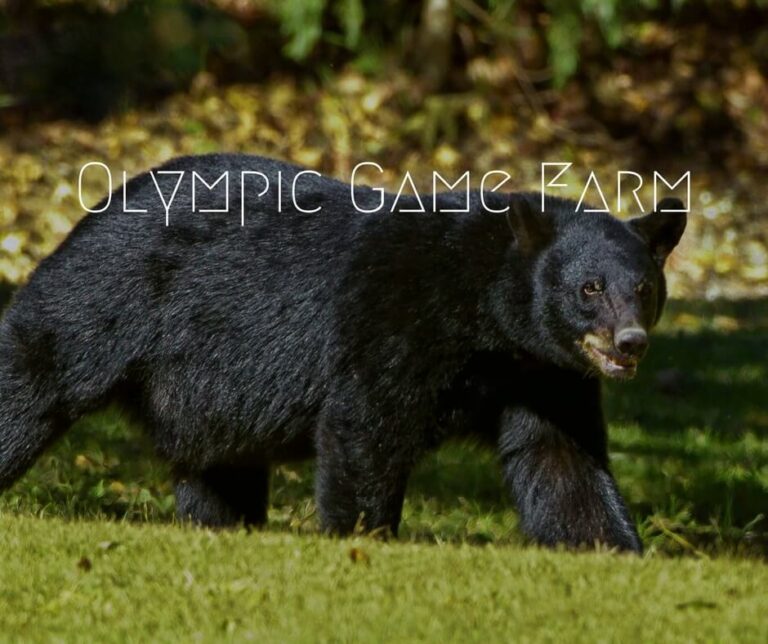 Olympic Game Farm - Explore Washington State