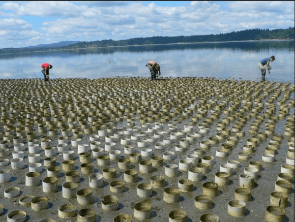 Discover Geoducks: Washington State's Quirky Clam Delicacy