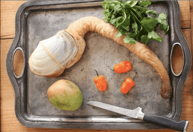 Discover Geoducks: Washington State's Quirky Clam Delicacy