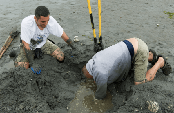 Discover Geoducks: Washington State's Quirky Clam Delicacy