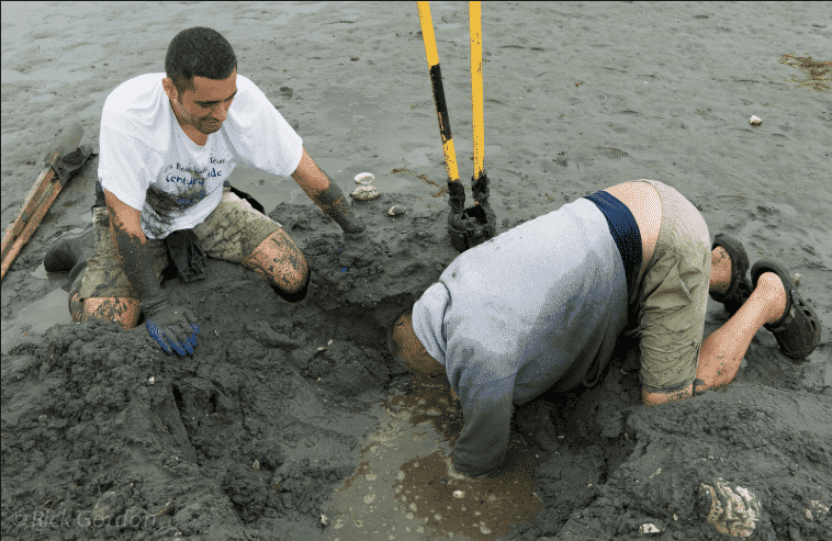 Discover Geoducks: Washington State's Quirky Clam Delicacy