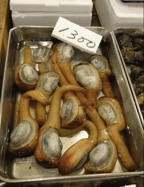 Discover Geoducks: Washington State's Quirky Clam Delicacy