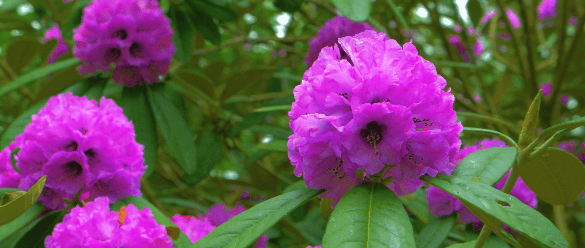 Rhododendron Species Botanical Garden In Federal Way | Fasci Garden