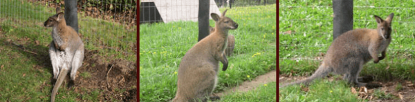 The Fall City Wallaby Ranch - Explore Washington State
