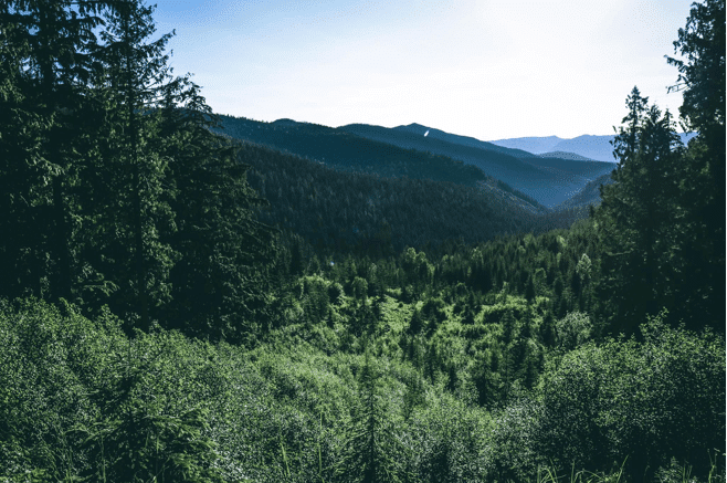 Discover Grizzlies In Washington State: A Traveler's Guide