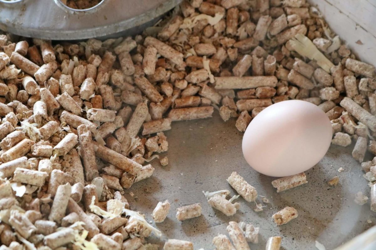 Discover The Grant County Fair & Moses Lake Roundup