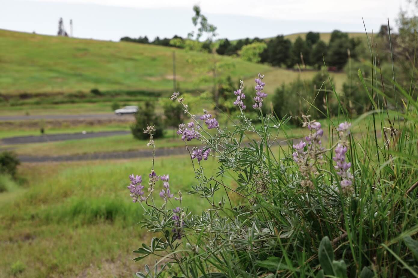 Spending A Day In Pullman, Washington - Explore Washington State