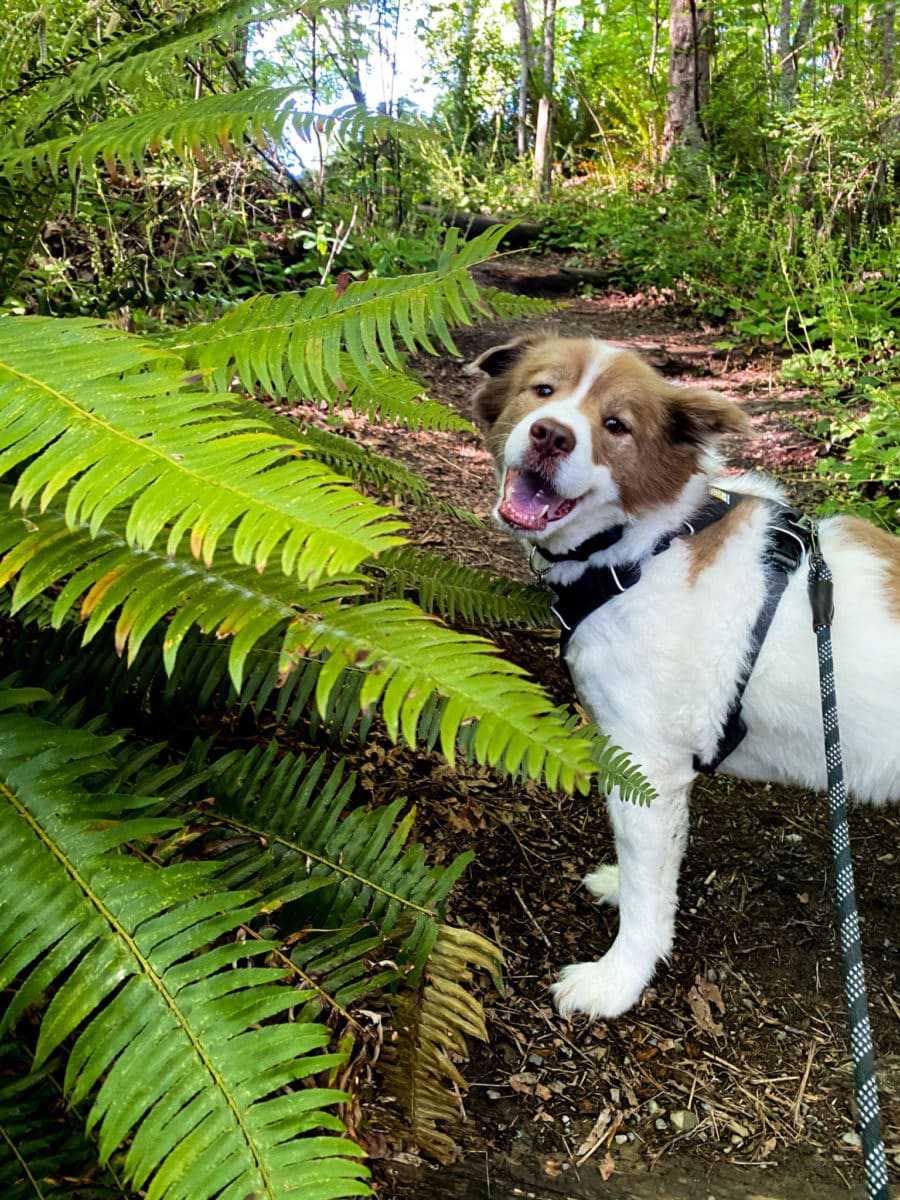 Exploring Dash Point State Park - Explore Washington State