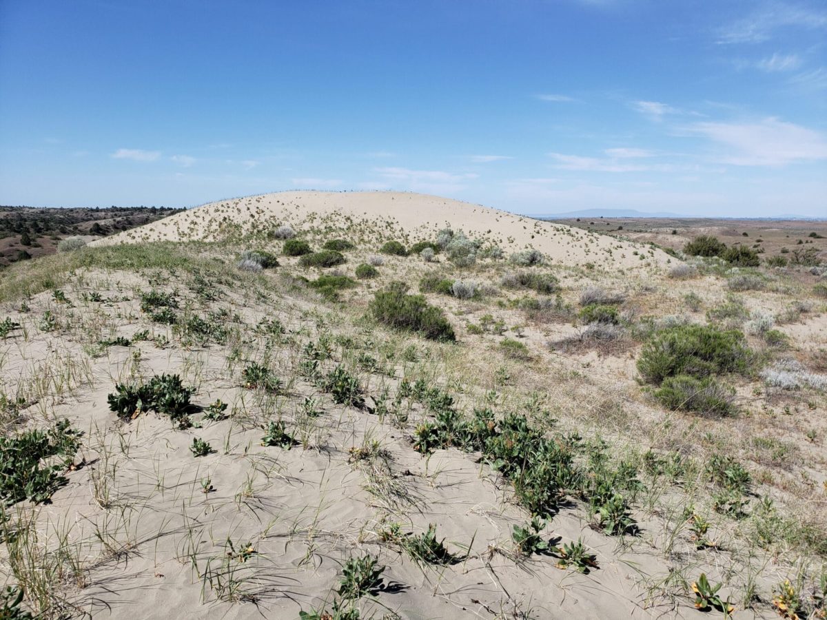 Exploring The Juniper Dunes Wilderness Area - Explore Washington State