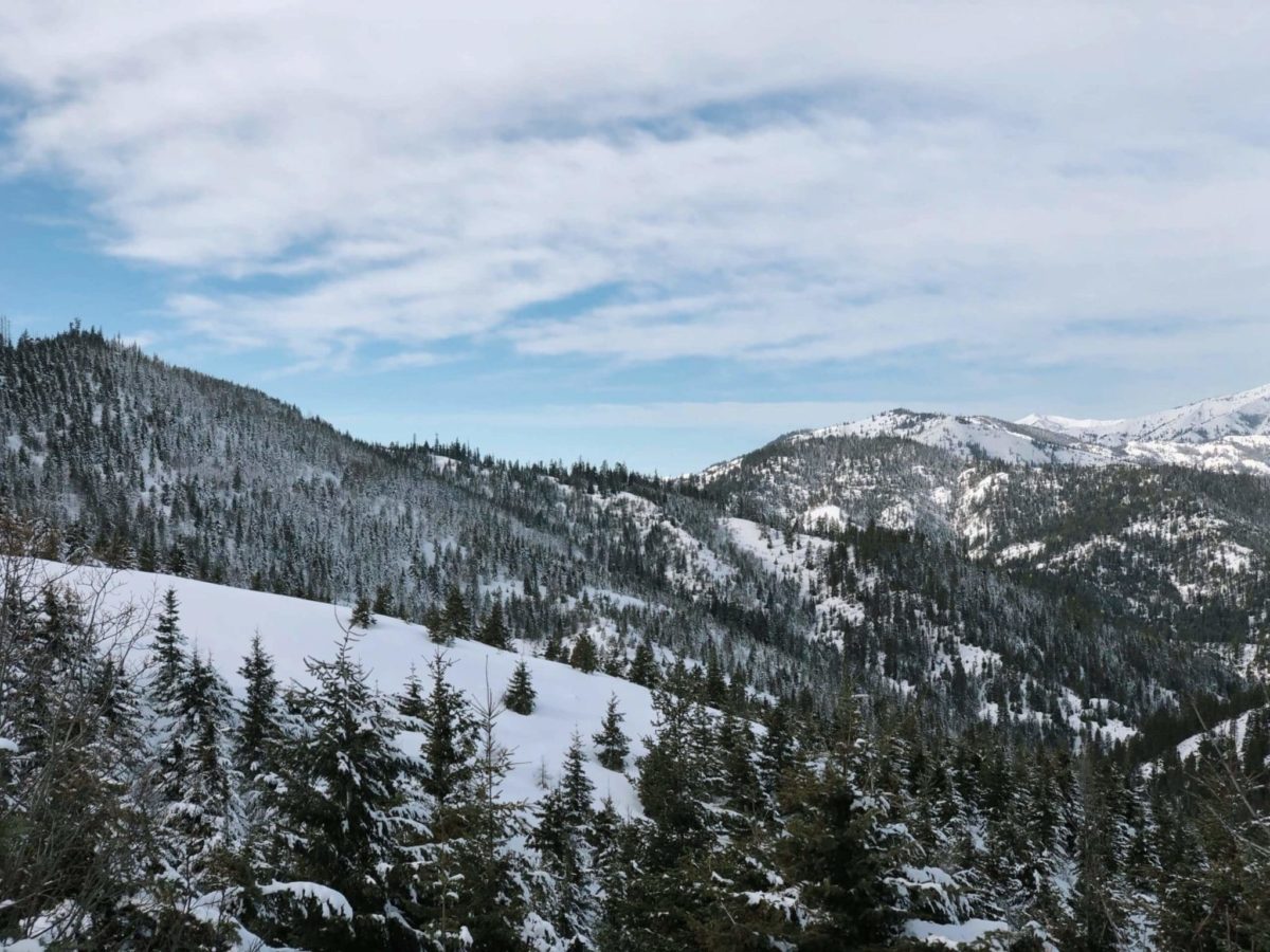 Snowshoeing In Washington: A Newbie's Friendly Guide