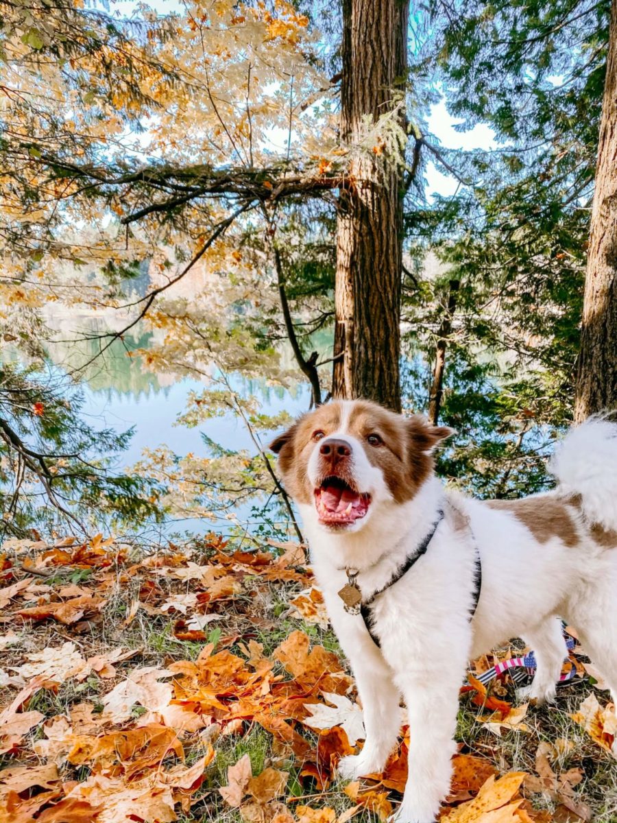 Visiting Lake Wilderness Park - Explore Washington State