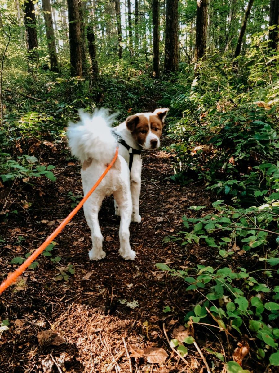 Visiting Lake Wilderness Park - Explore Washington State