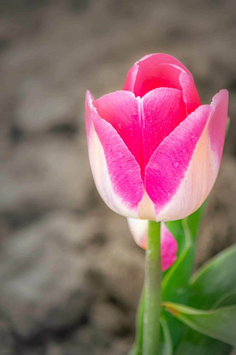 Visiting The Skagit Valley Tulip Festival - Explore Washington State
