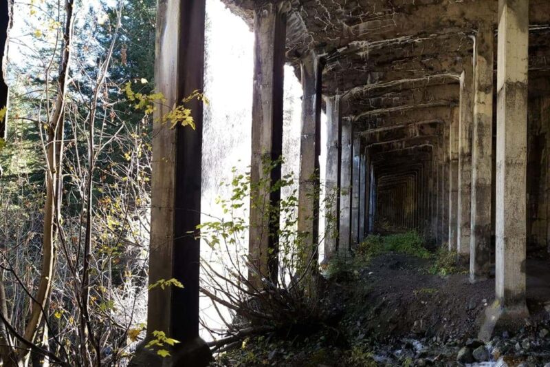 Everything You Never Wanted To Know About Geoducks - Explore Washington ...