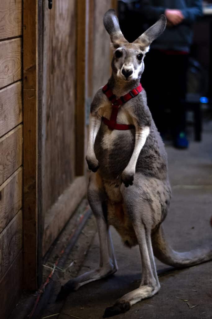 Visiting Wallaby Ranch In Fall City - Explore Washington State