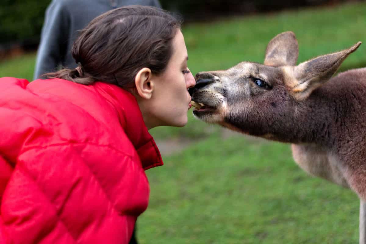 Visiting Wallaby Ranch In Fall City - Explore Washington State