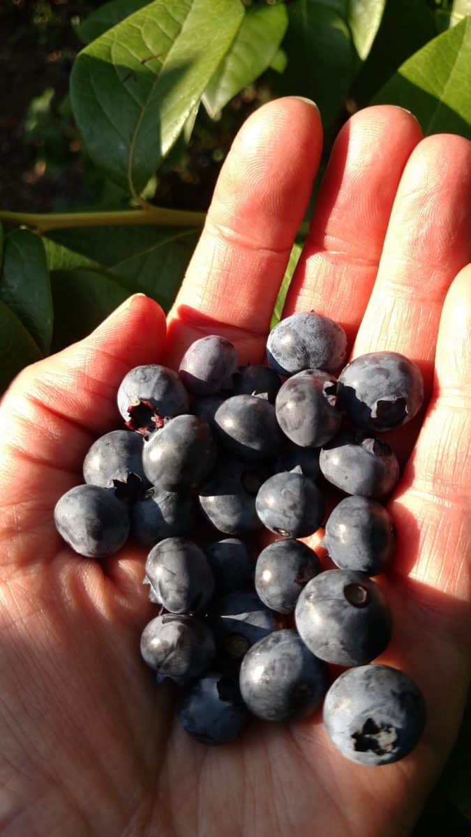Visiting Canter-Berry Farms: More Than Just A U-Pick Blueberry Farm ...