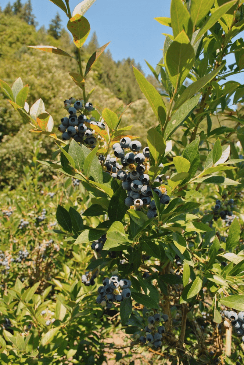 Visiting Canter-Berry Farms: More Than Just A U-Pick Blueberry Farm ...