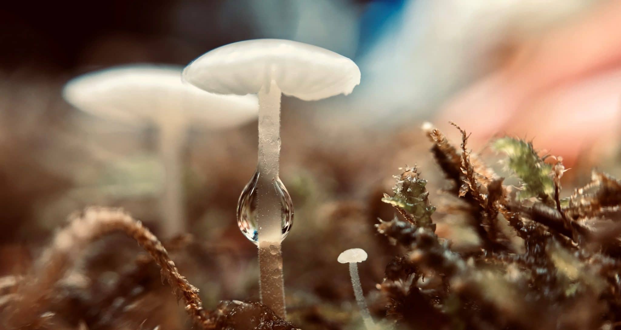 Where To Go Mushroom Hunting Near Me? A Beginner’s Guide To Hunting ...