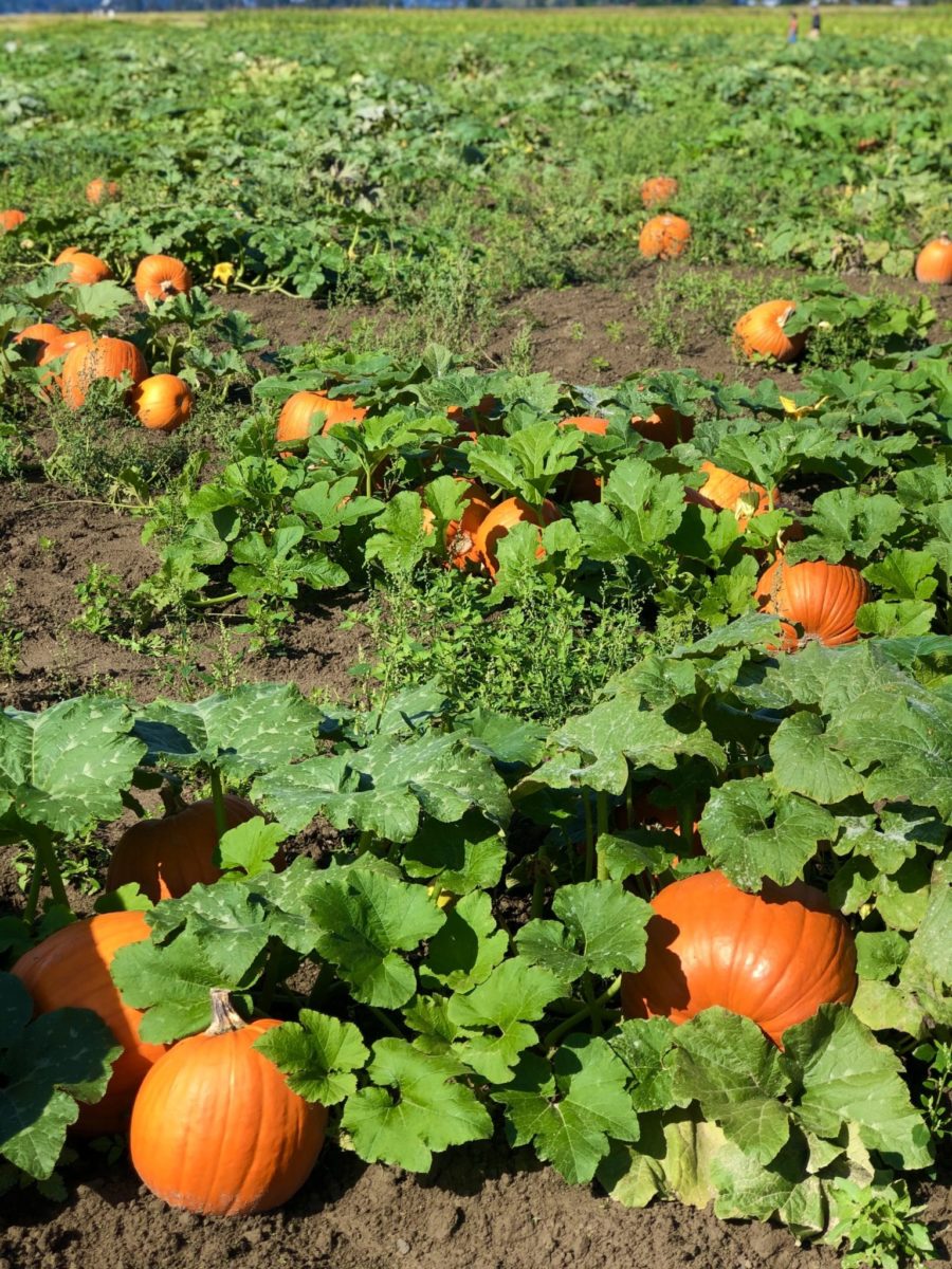 Visiting Stocker Farms For Fall Days - Explore Washington State