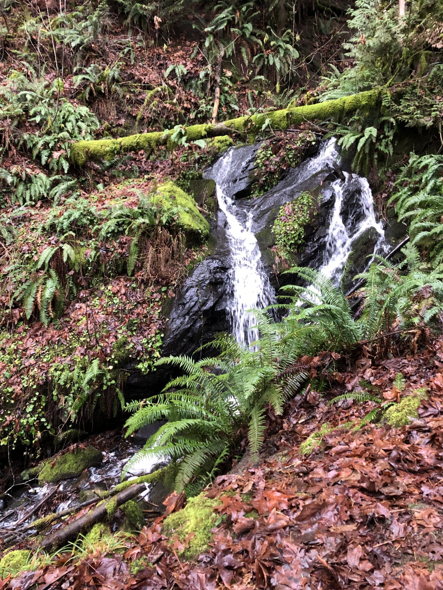 Squires Lake: A Fun Loop Hike With Kids Or Pups! - Explore Washington State