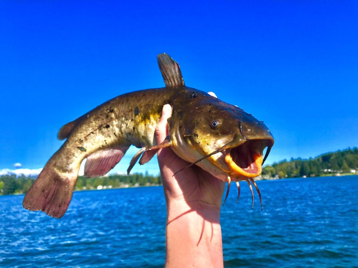 Discover Fishing In Washington State's Beautiful Waters
