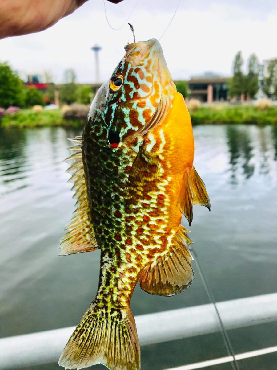 Discover Fishing In Washington State's Beautiful Waters