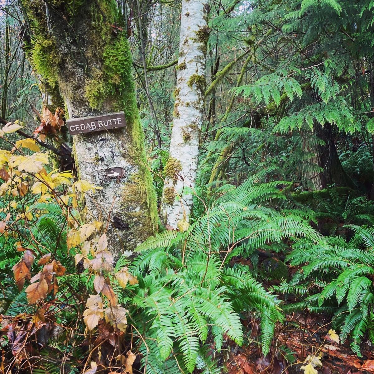 5 Essential Hiking Tips For A Memorable Summer In WA