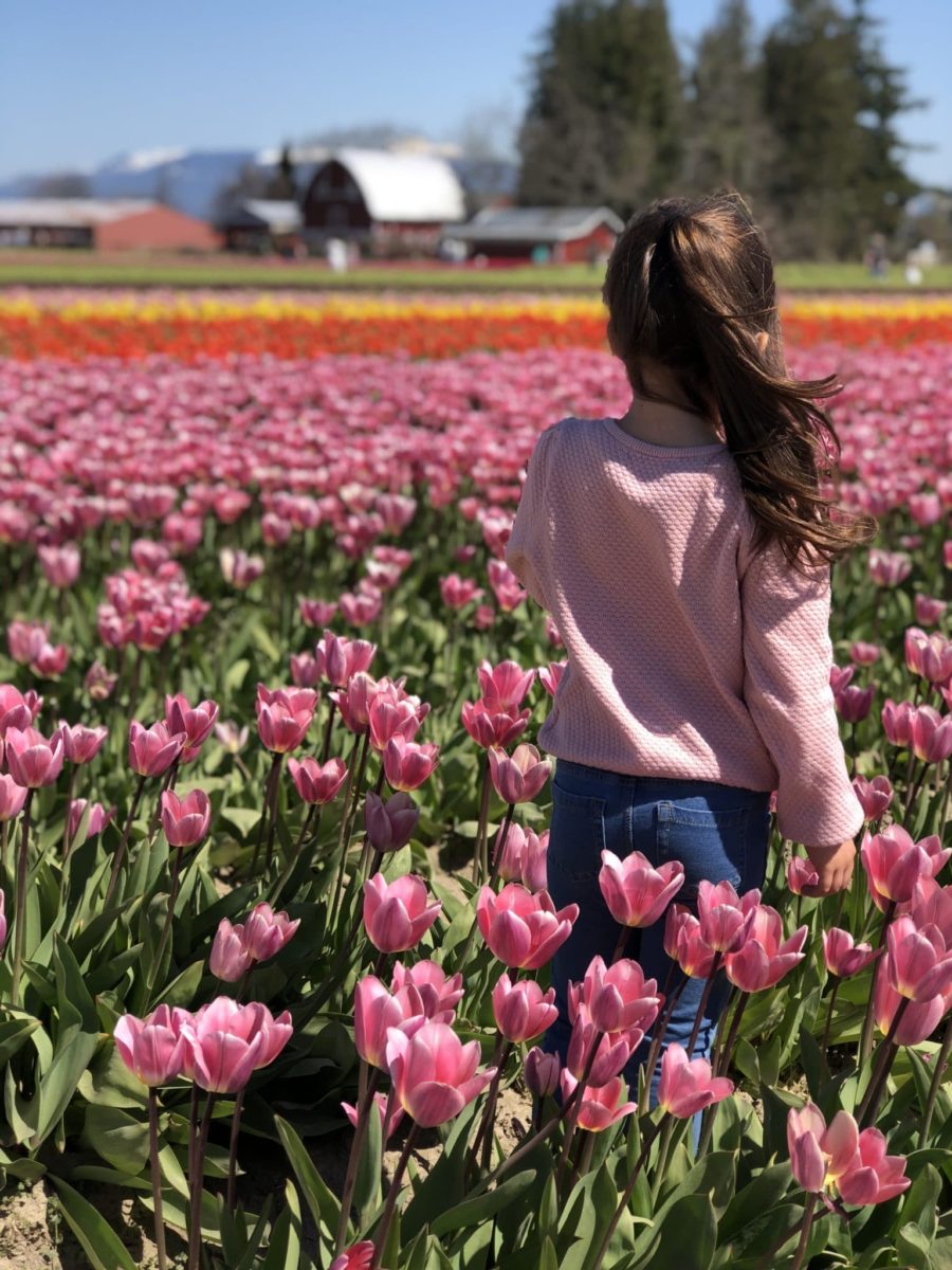 A Visit To Tulip Town - Explore Washington State