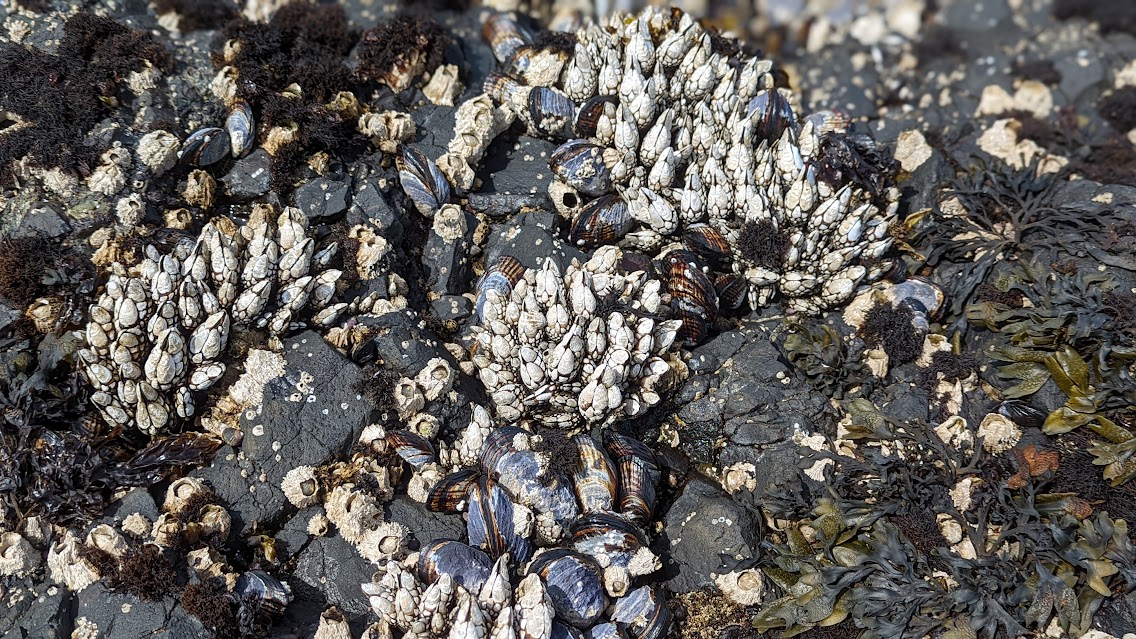 Visiting Tongue Point Marine Life Sanctuary - Explore Washington State