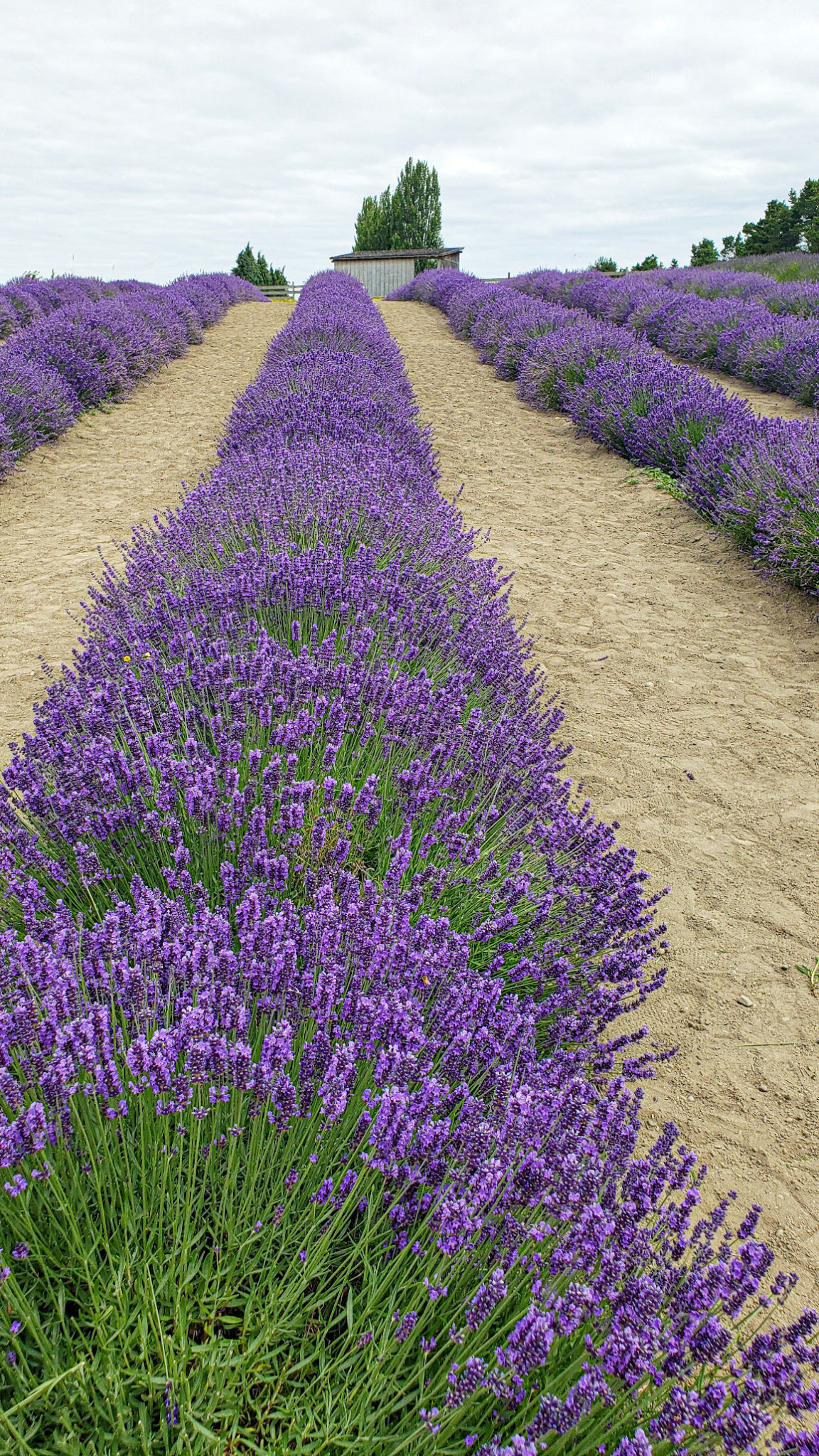Explore The Sequim Lavender Festival: Your Summer Guide
