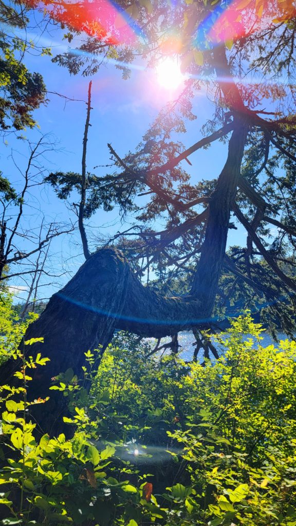 Visit The Anacortes Community Forest - Explore Washington State