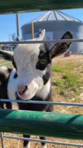 Visiting Green Bluff Farms Near Spokane - Explore Washington State