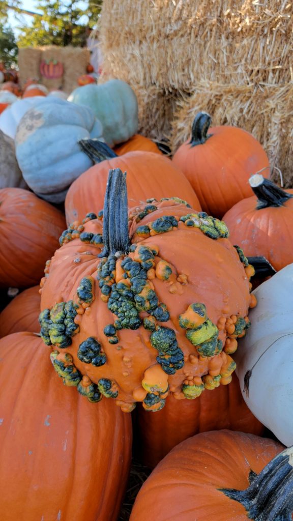 Visiting Green Bluff Farms Near Spokane - Explore Washington State