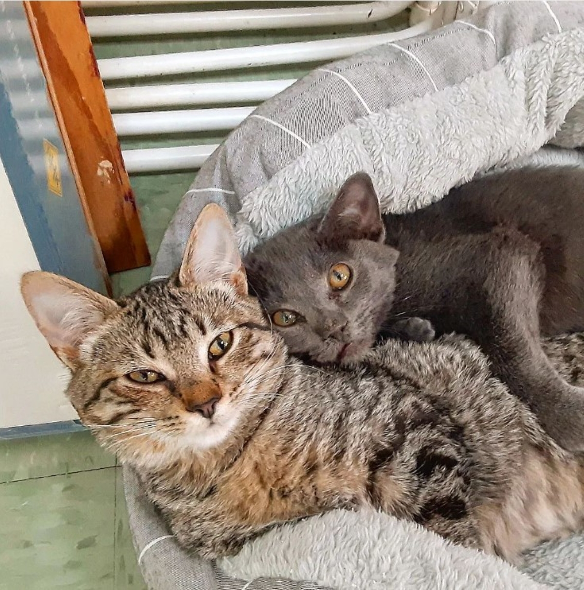 Visiting the Seattle Animal Shelter - Explore Washington State