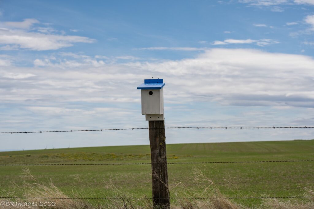 The Bluebirds of Bickleton - Explore Washington State
