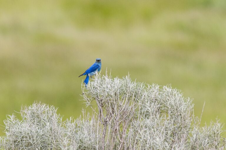 Discover The Bluebirds Of Bickleton, Washington