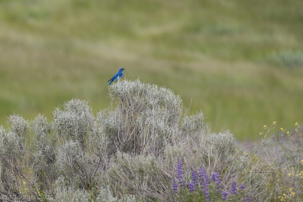 The Bluebirds of Bickleton - Explore Washington State