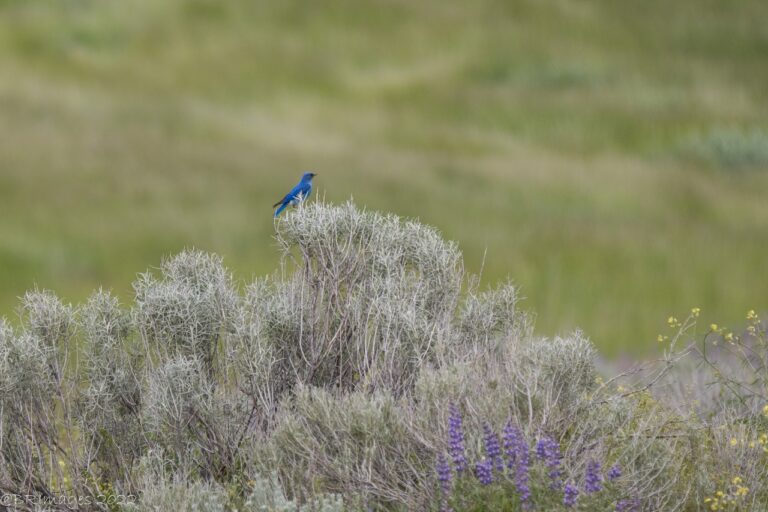 The Bluebirds of Bickleton - Explore Washington State