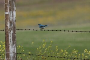 The Bluebirds of Bickleton - Explore Washington State
