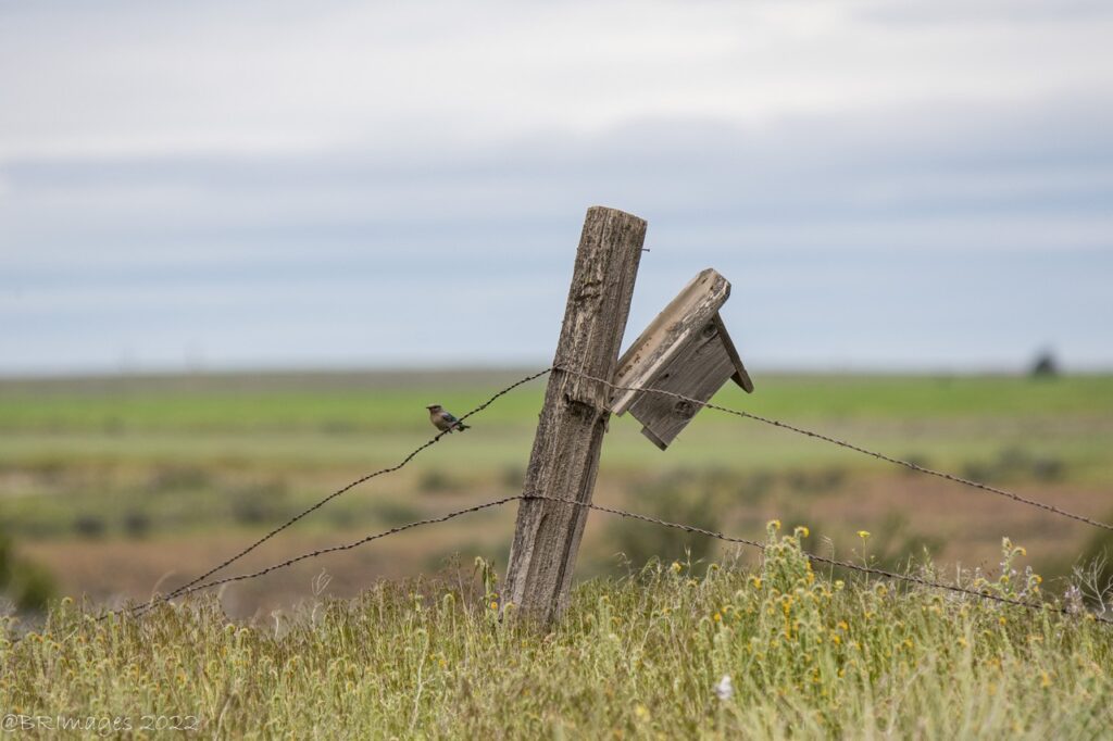 The Bluebirds of Bickleton - Explore Washington State