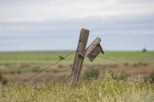 The Bluebirds of Bickleton - Explore Washington State