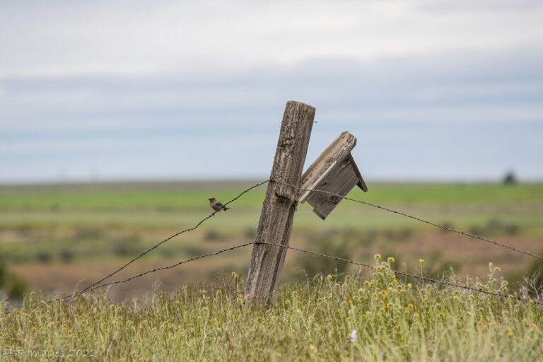 The Bluebirds of Bickleton - Explore Washington State