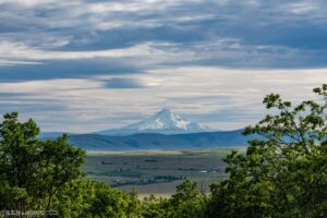 The Bluebirds of Bickleton - Explore Washington State