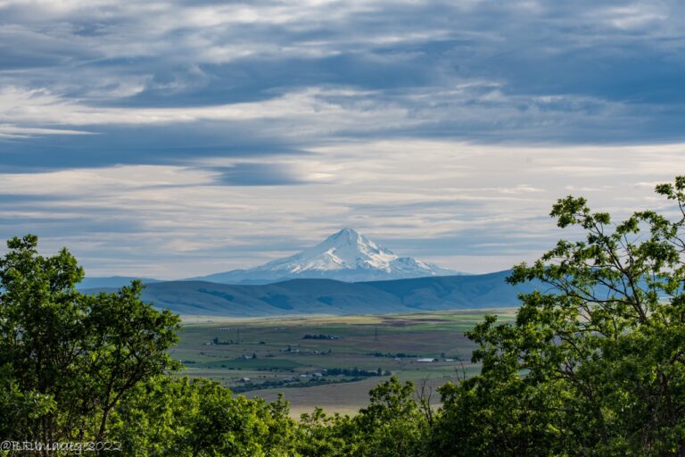 The Bluebirds of Bickleton - Explore Washington State