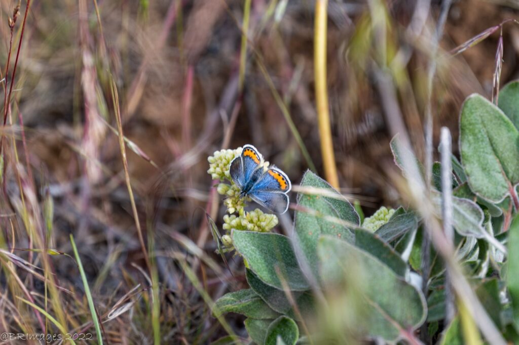 The Bluebirds of Bickleton - Explore Washington State