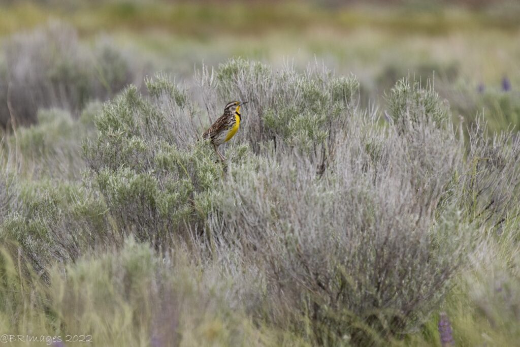 The Bluebirds of Bickleton - Explore Washington State