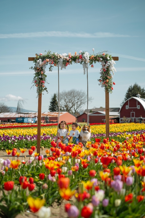 Exploring The Skagit Tulip Festival: Dog Friendly Guide - Explore Washington State